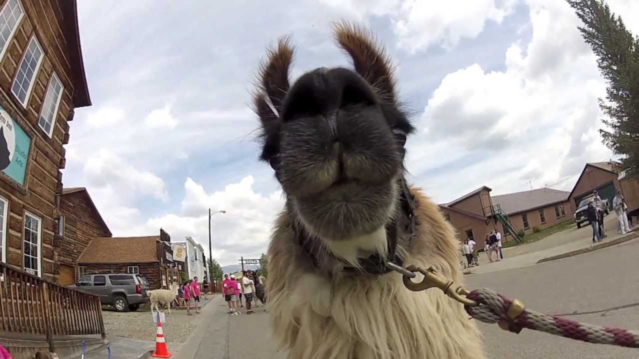 Llama Racing Teaser Trailer - YouTube