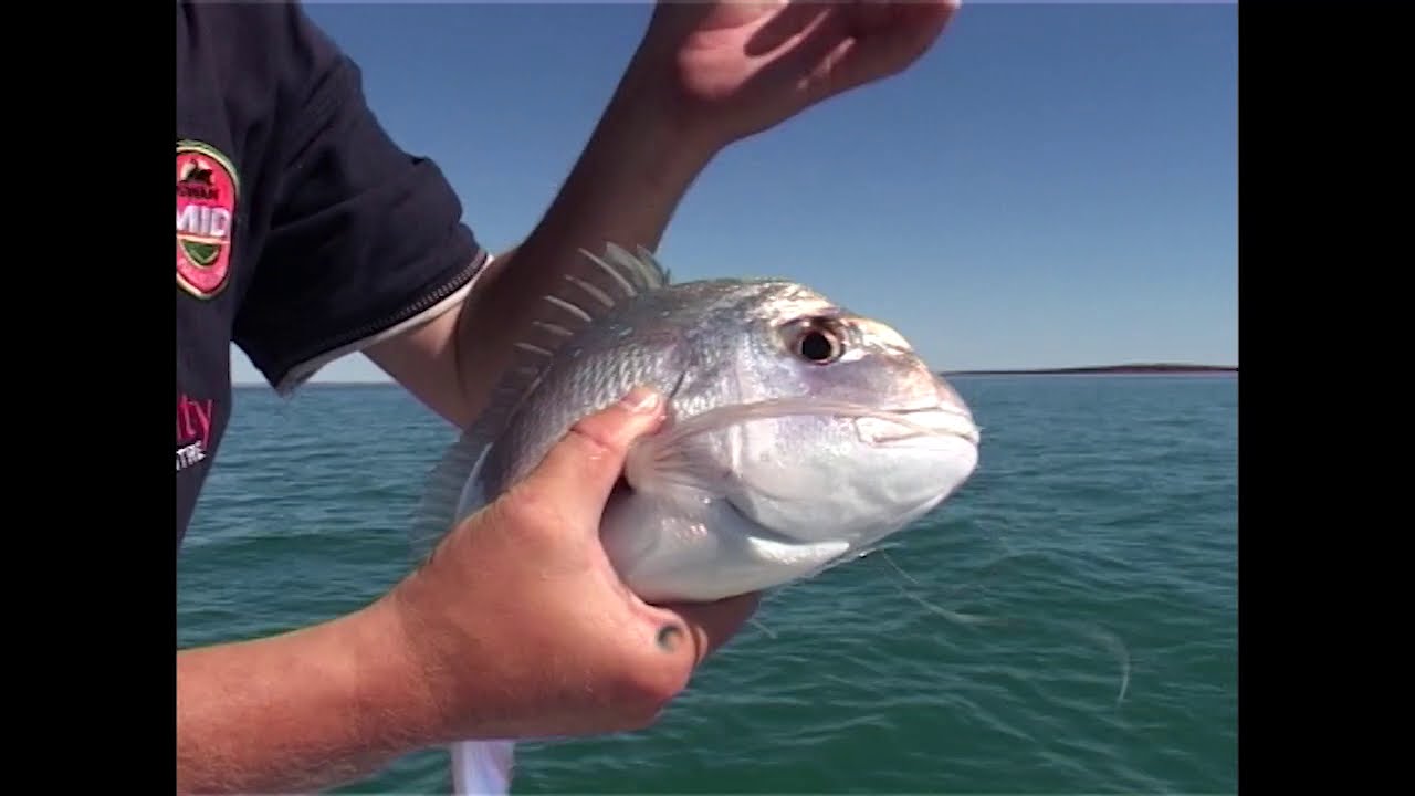 Shark Bay Pink Snapper Fishing WA Series 2 Ep 18 Part 1 - YouTube