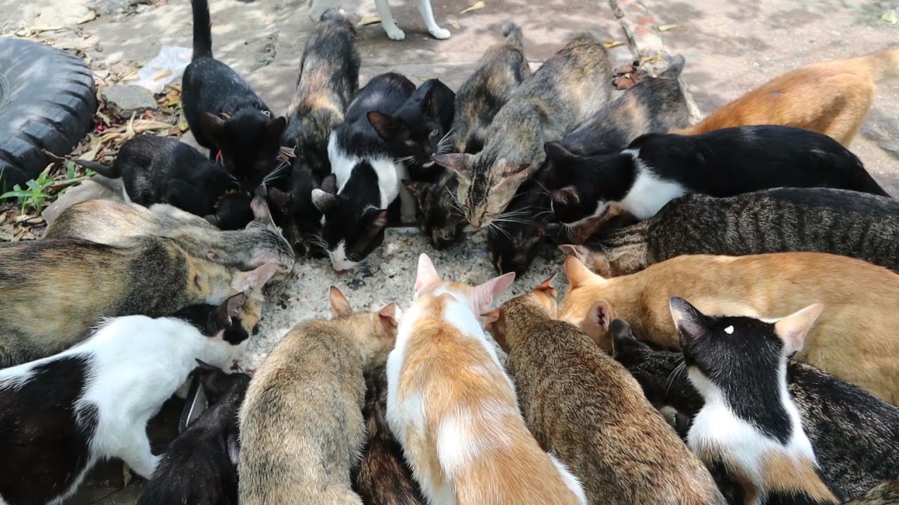 Hungry Cats eating rice - YouTube
