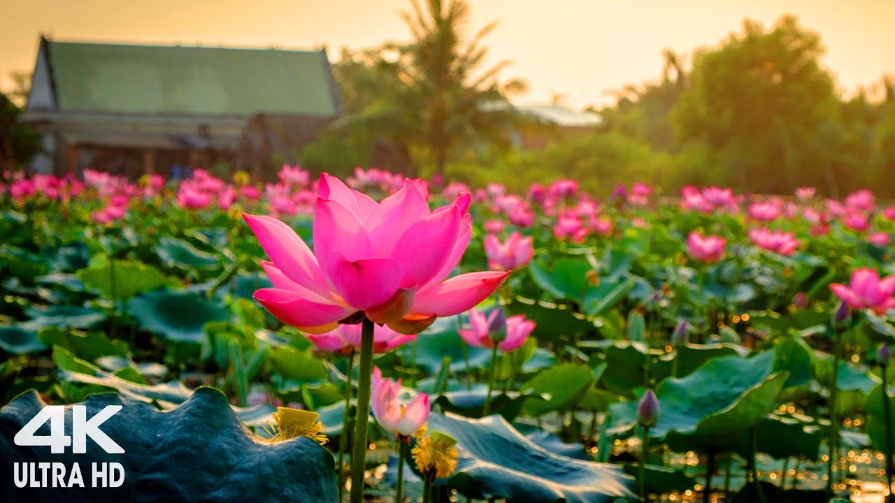 🌄[4K] Beautiful Spring Morning Relaxing Piano Music, Instrumental Music ...