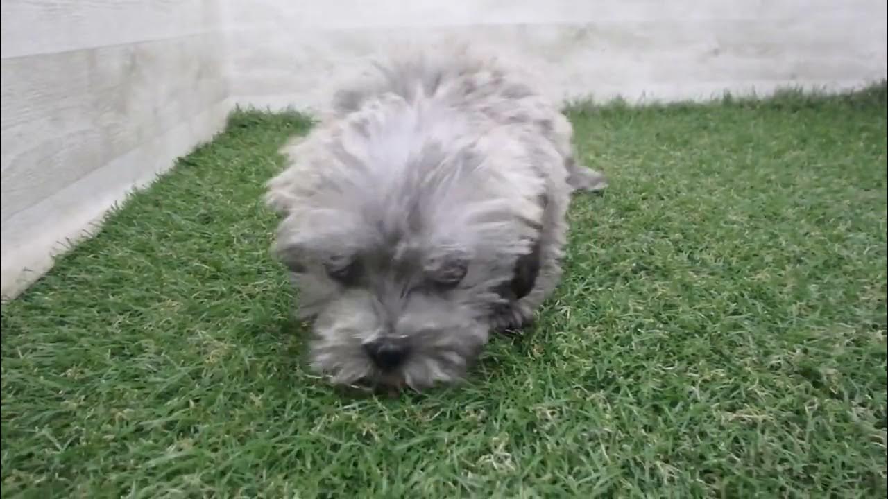 ペットショップCoo&RIKU No00717741 MIX（ハーフ） - YouTube