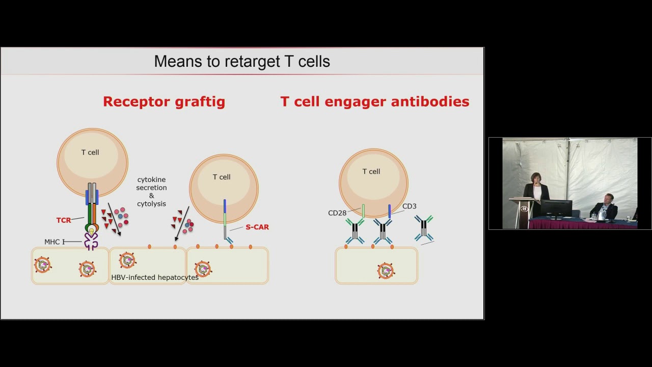 Redirection of T cells against HBV-infected cells - YouTube