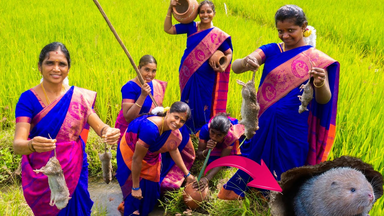 Rat hunting and Cooking |வயல் எலி வேட்டை | Rat Hunting Using Pot ...