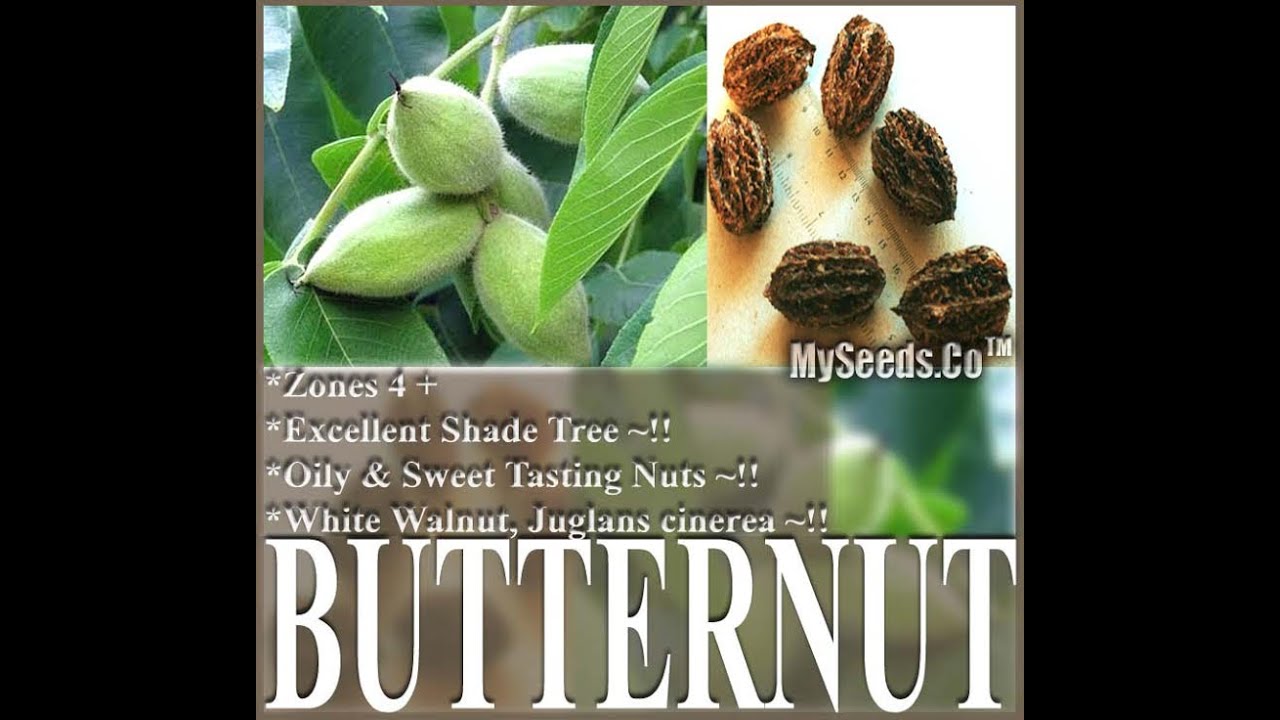Butternut AKA White Walnut, Juglans cinerea, Shade Tree Sweet Tasting ...