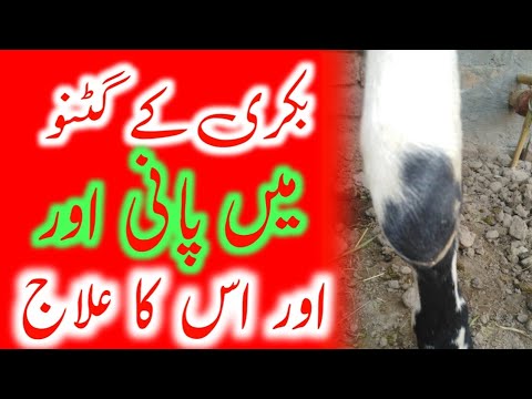 Water and swelling treatment in goat joints - YouTube