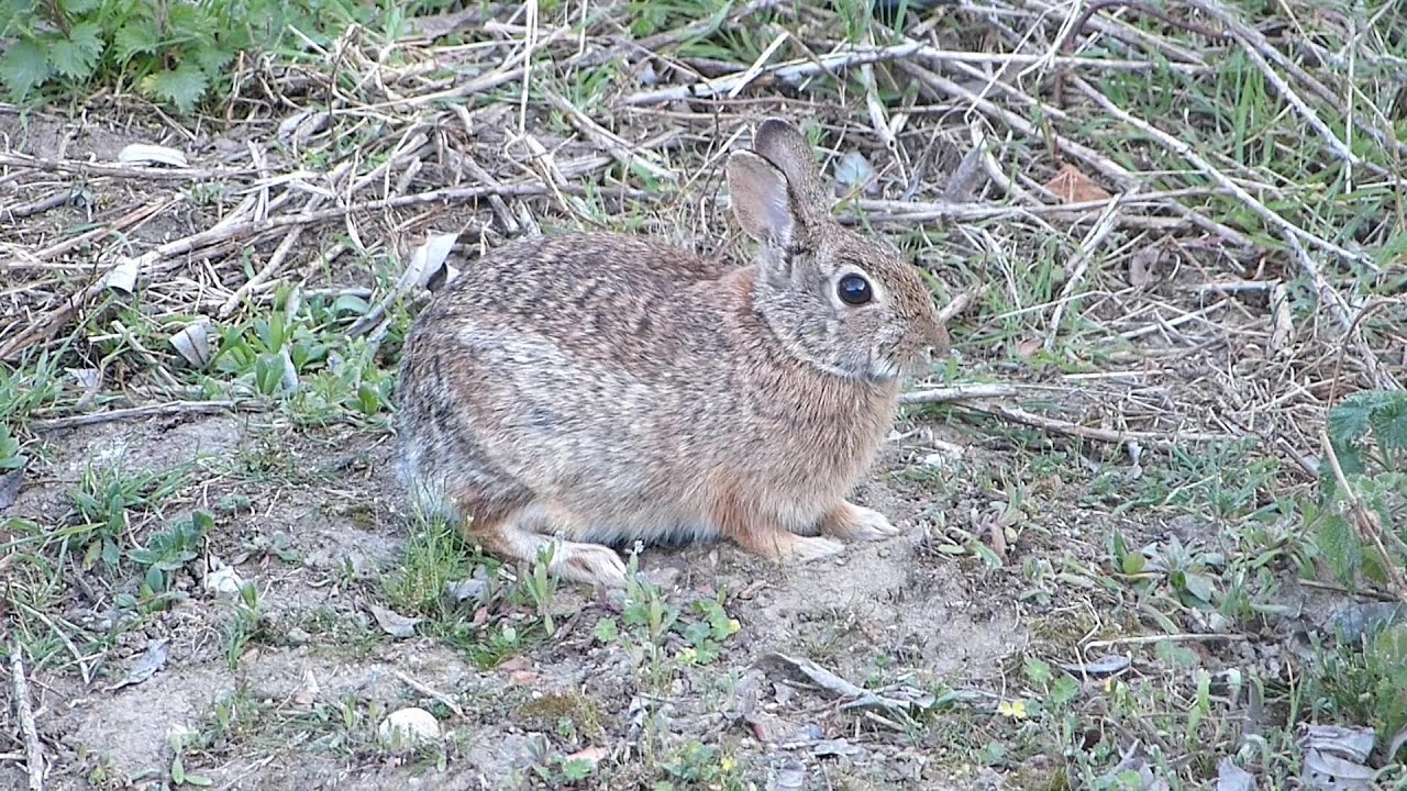 Riecco la mini lepre della quarantena! - YouTube