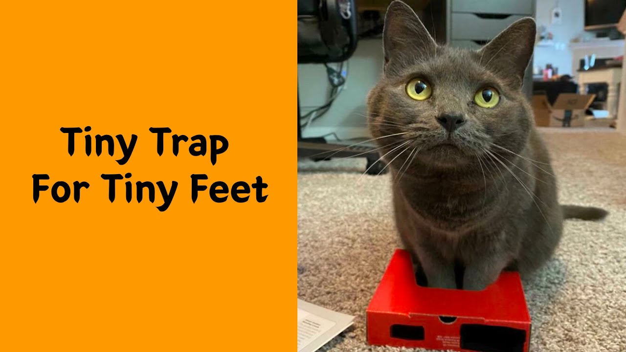 50 Times Cat Owners “Set A Trap” To Catch Them And It Was Successful ...