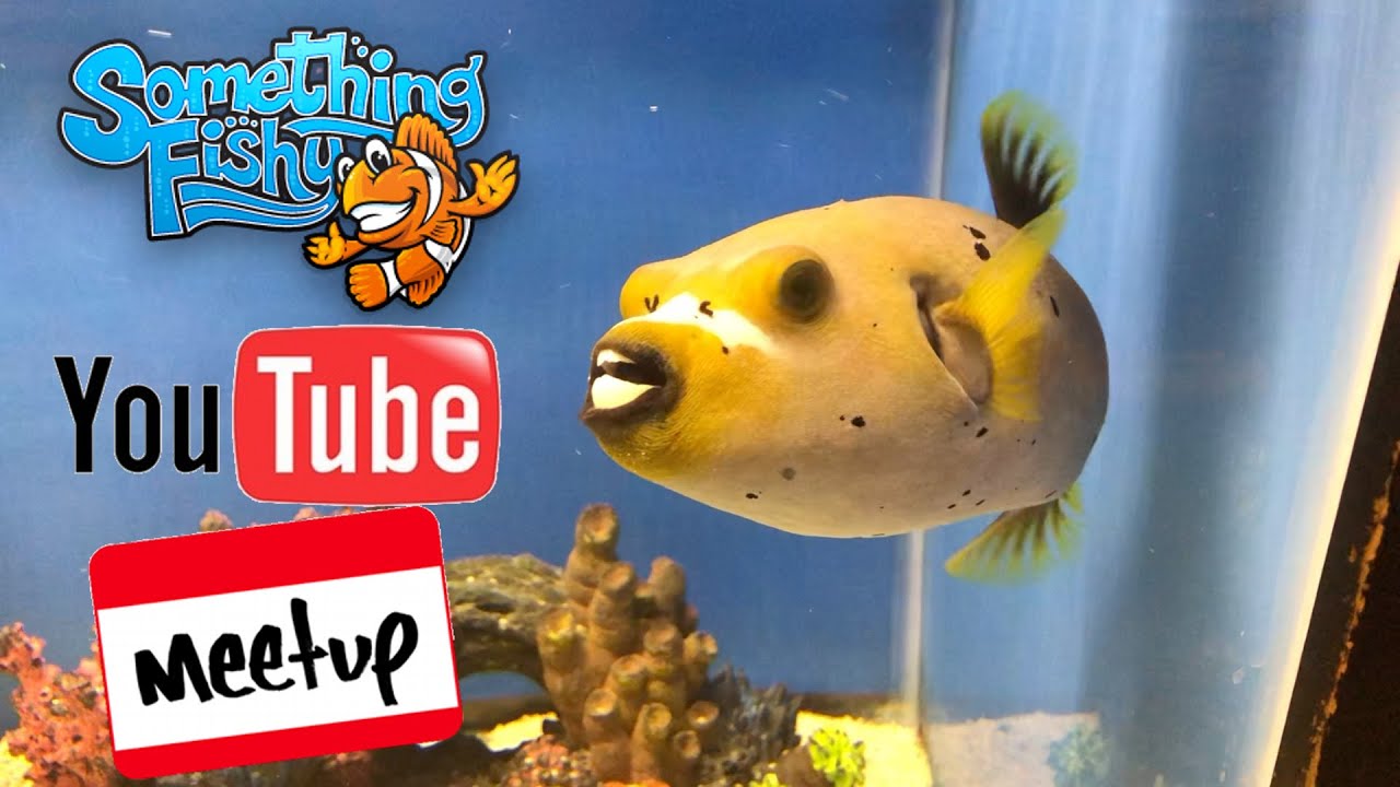 Something Fishy YouTube Meetup - YouTube