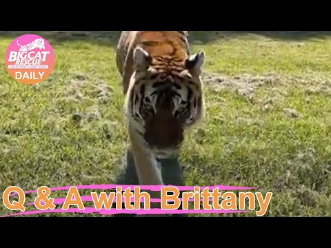 Big Cats get Watermelons at Big Cat Rescue  07 22 2021