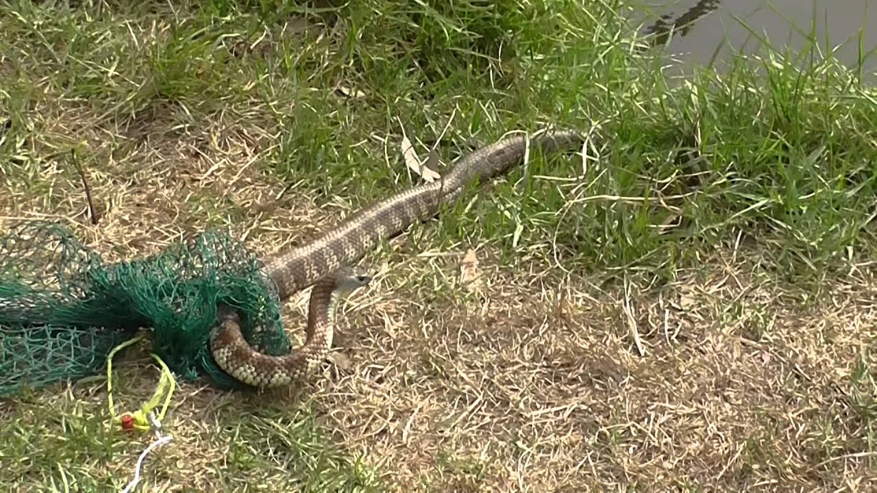 Tiger Snake in a Fishnet (with Ray Hoser) - YouTube