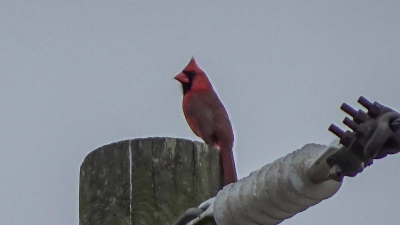 Beautiful Cardinal Singing in the Morning - YouTube