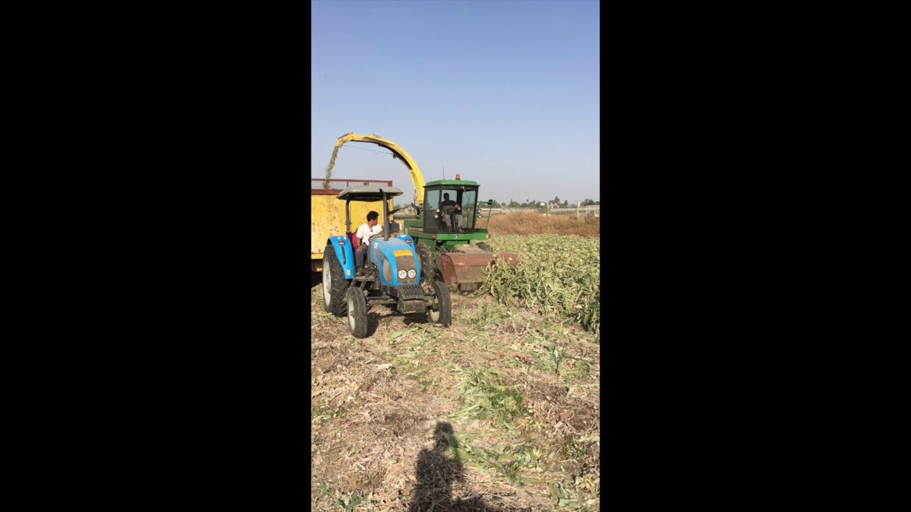 Artichoke stalks silage - YouTube
