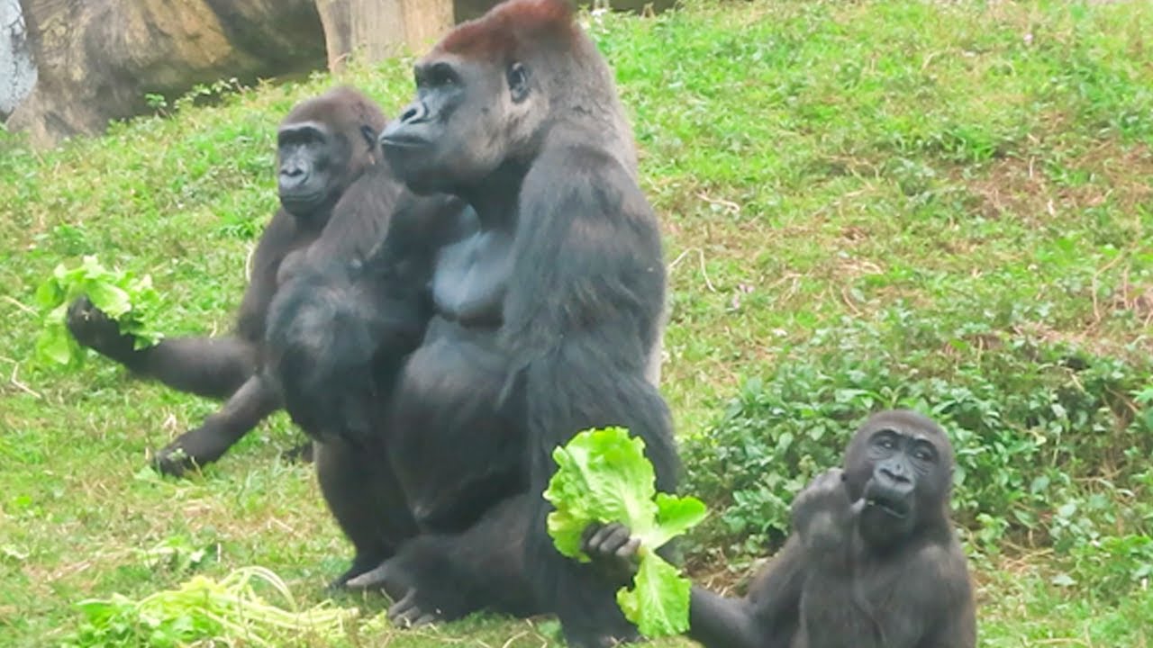 銀背迪亞哥與Iriki.Ringo吃菜畫面好美How beautiful! Silverback D'jeeco, Iriki and Ringo eating lettuce ...