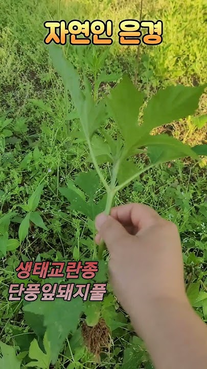 생태교란종 단풍잎돼지풀 Youtube