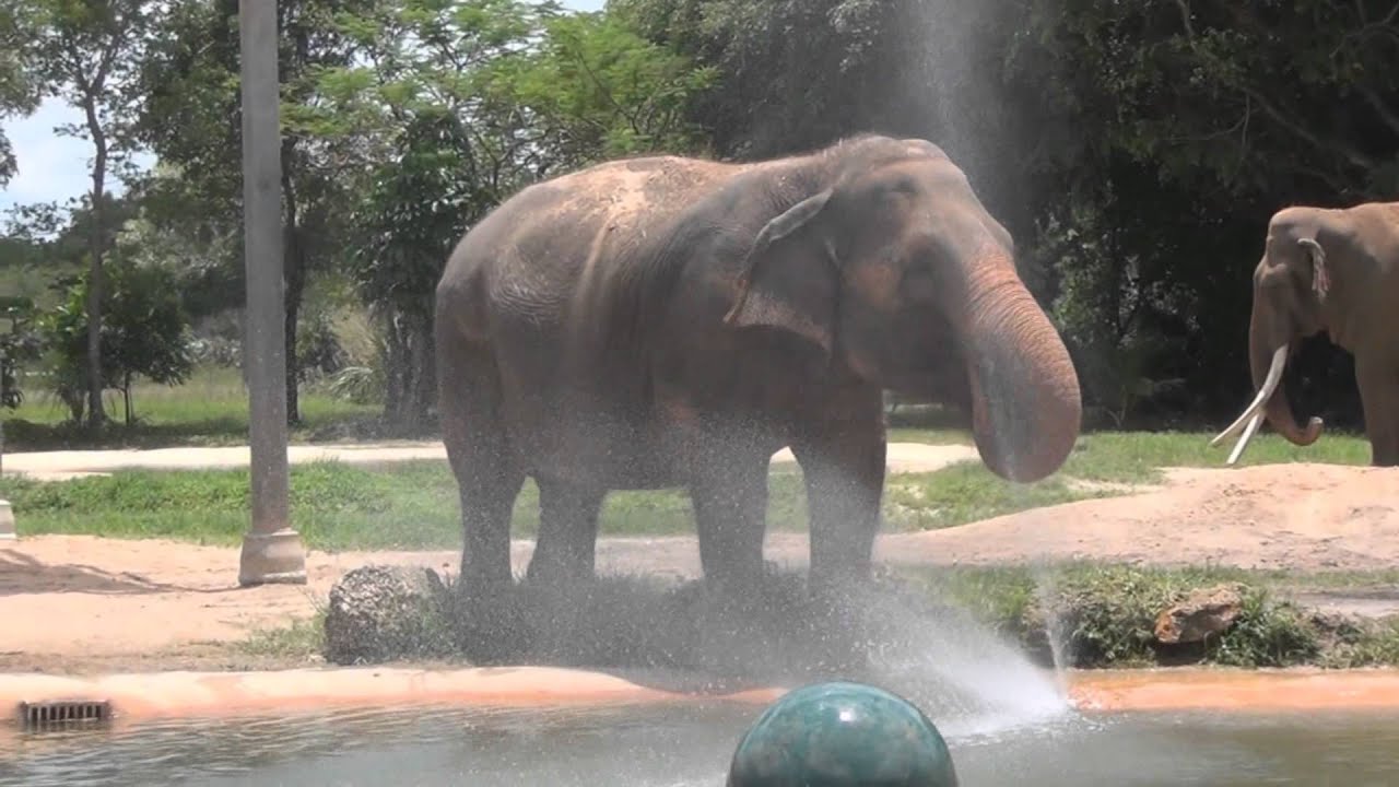 Smart Elephant Drinking From Sprinkler at Miami Zoo - YouTube