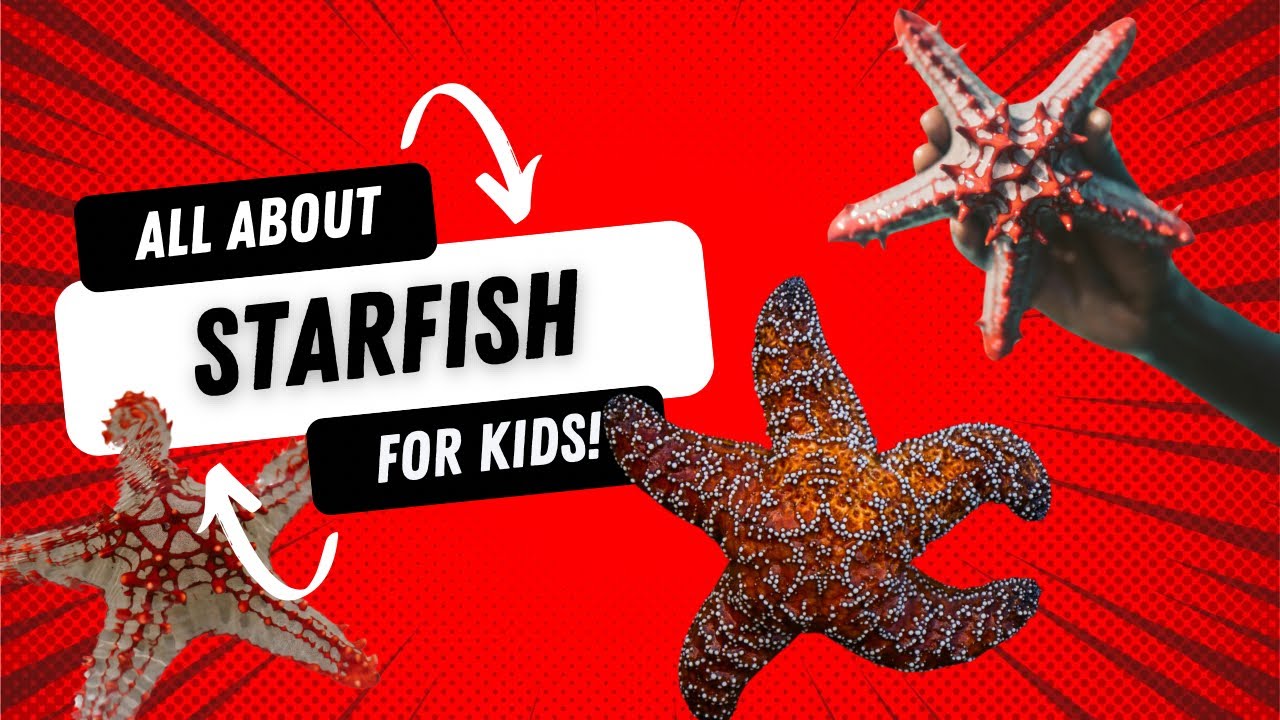 All About Starfish - For kids in school (K-5) Educational Video - YouTube