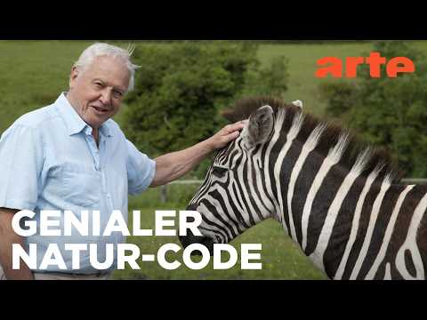 Das Zebra und der Schmetterling | Kurioses aus der Tierwelt | ARTE Fernweh