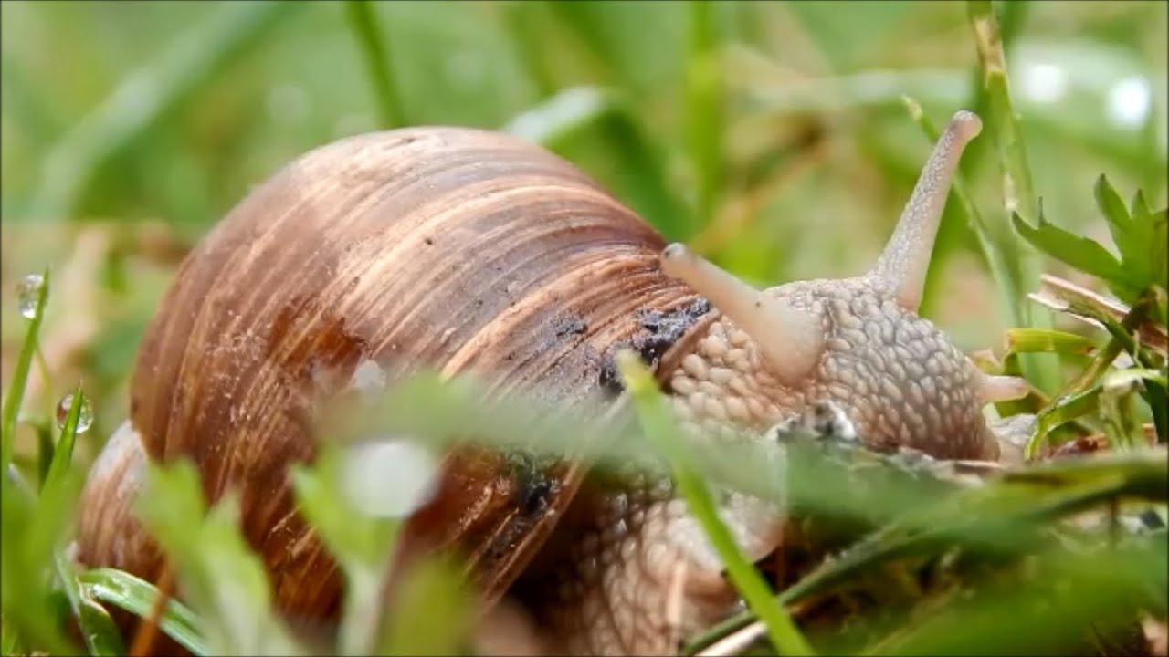 SRAIGĖ /SNAIL - STARt - YouTube