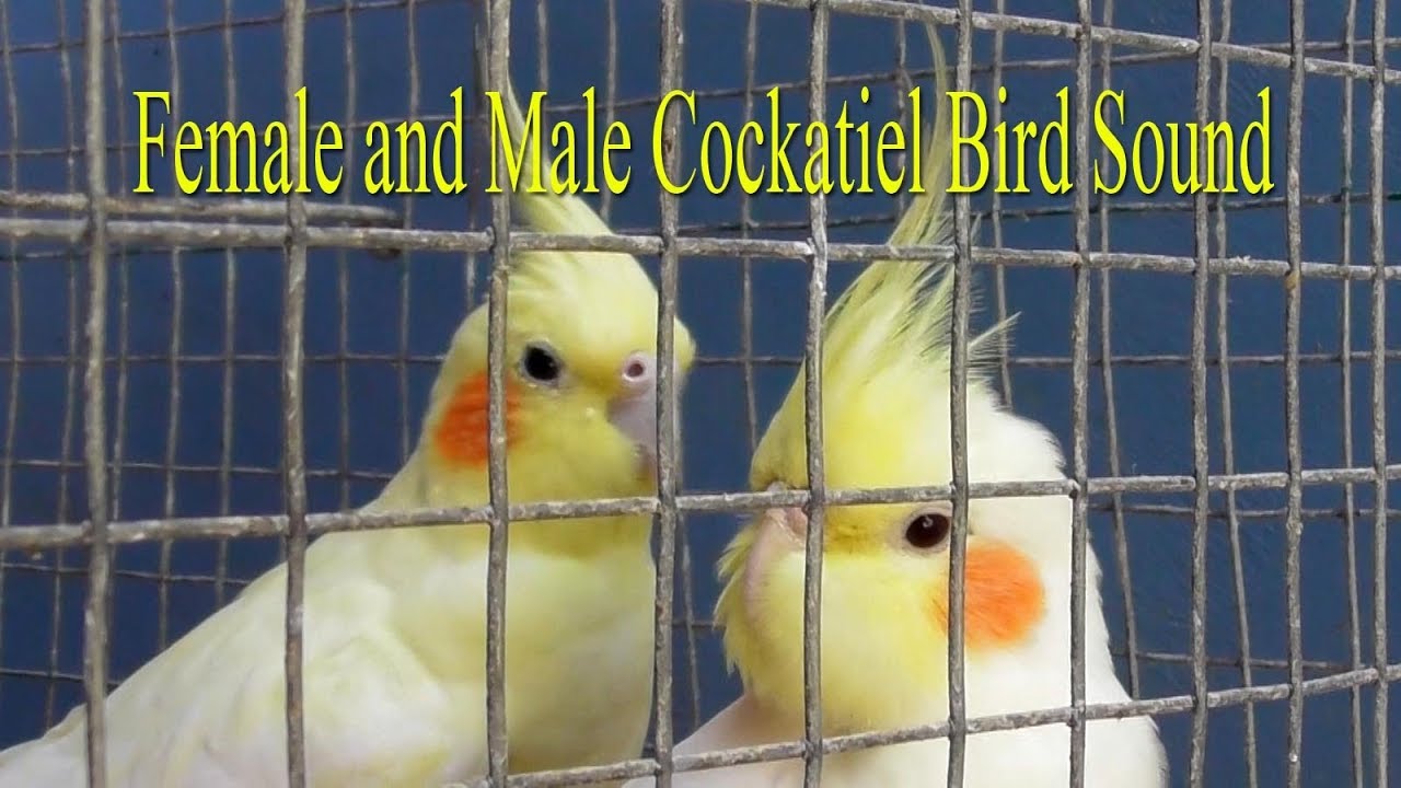Cockatiel Sounds Youtube