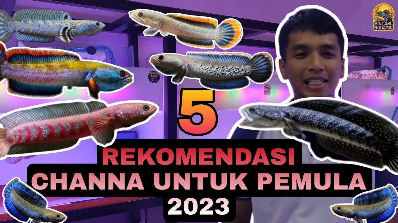 5 REKOMENDASI CHANNA UNTUK PEMULA | NO 4 PALING DIREKOMENDASIKAN - YouTube