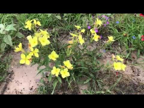 Missouri Evening Primrose, Oenothera macrocarpa, foraging wild edible ...