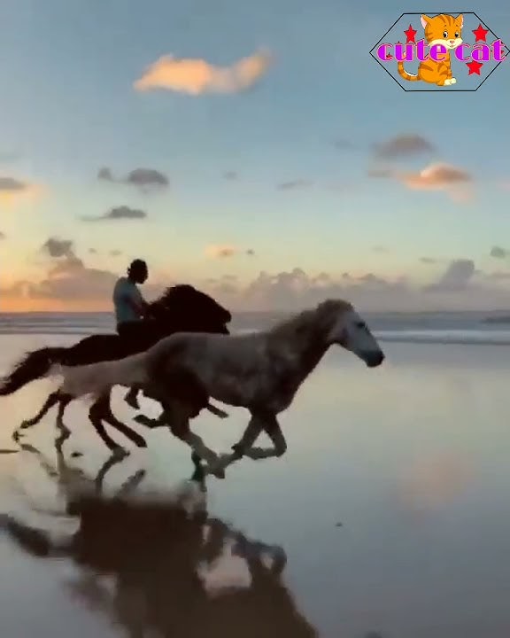 الخيل العراقي الاصيل And الخيل والليل والبيداء تعرفني والسيف والرمح والقرطاس والقلم Youtube