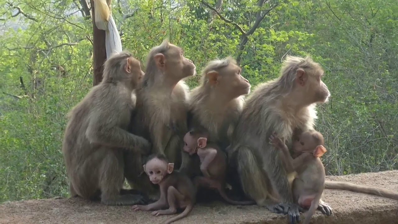 Most Adorable Monkeys - A Beautiful joint family - YouTube