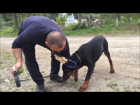 Doberman Hakkında Genel Bilgiler  Vlog 1