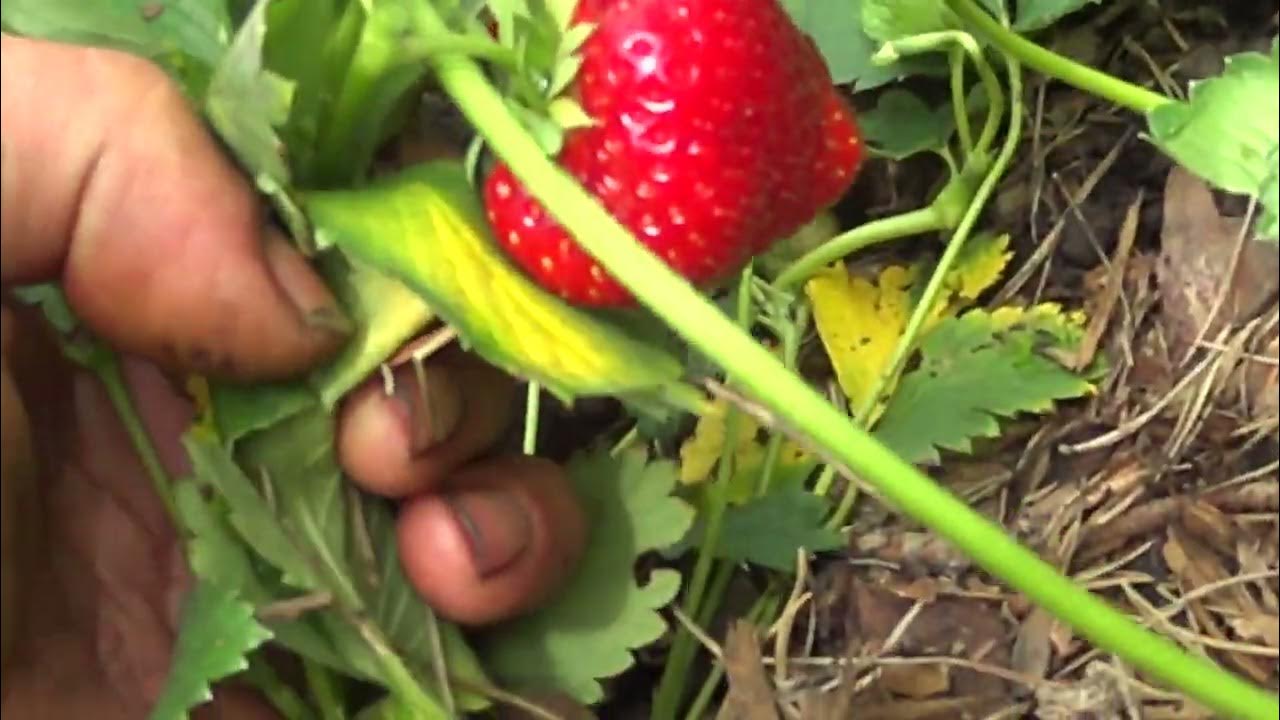земляника вивальди в сибири - YouTube
