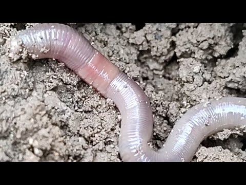 Kišna glista - Lumbricus Terrestris - YouTube