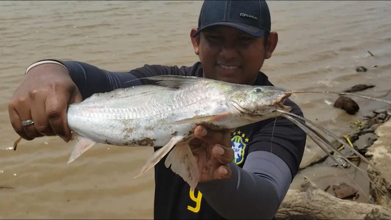 PESCARIA BOA NO SOLIMÕES... RENDEU ATÉ PARA O CARAMELO. #fishing #pesca ...