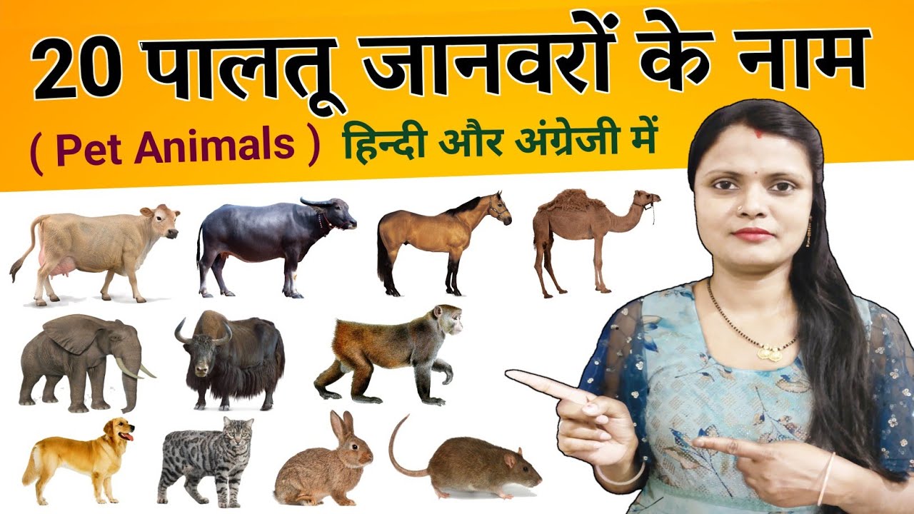 Pet Animals In Hindi