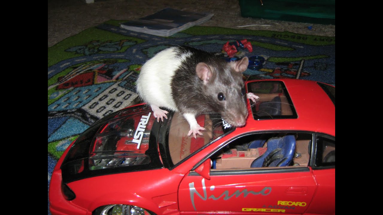 The Problem With Pet Rats - YouTube