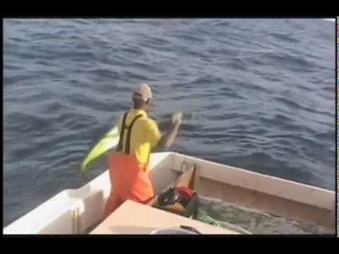 Morgans Fish House Inc. Quality Healthy Fish - YouTube