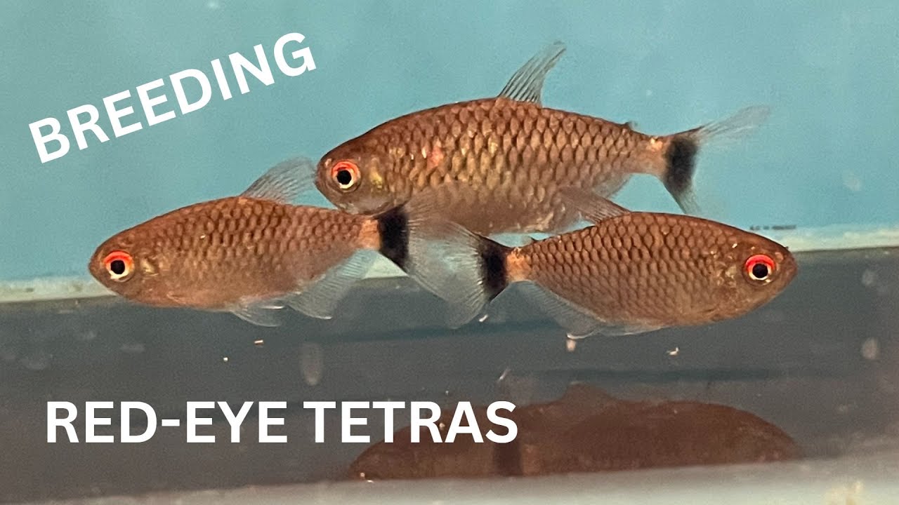 Red eye tetras: Spawning and raising fry - YouTube
