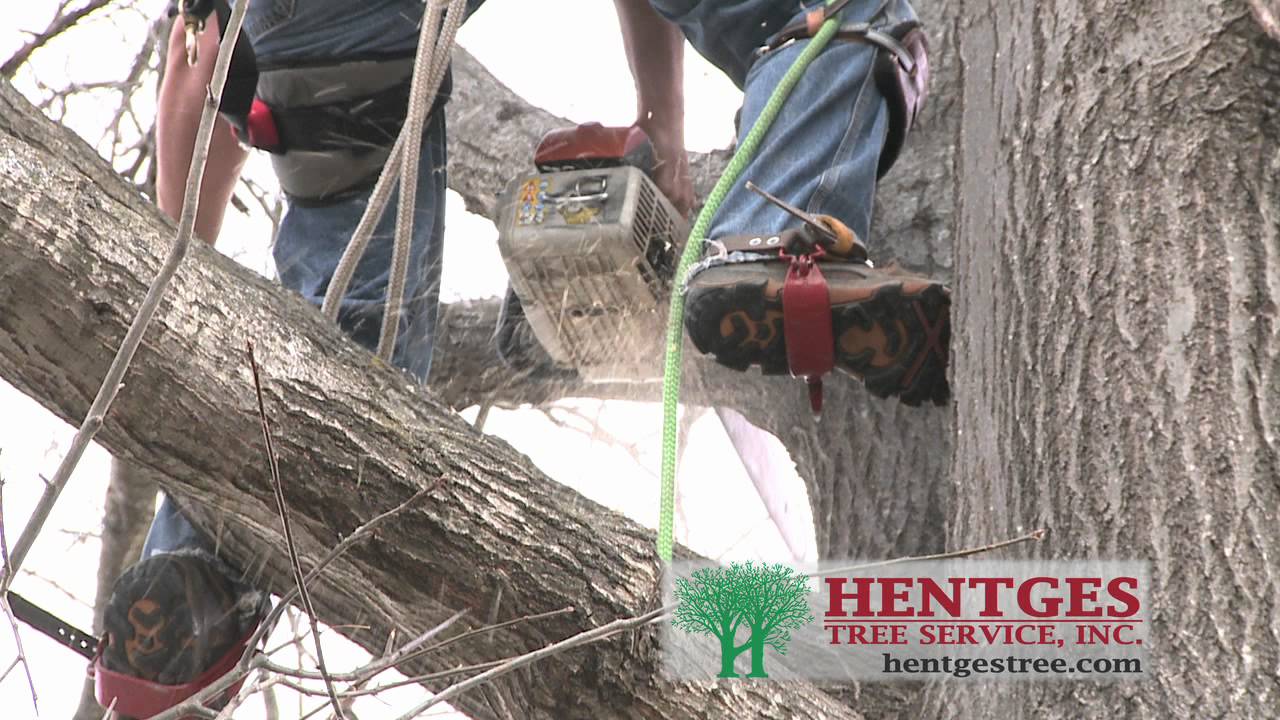 Hentges_Your Tree Branches.mov - YouTube
