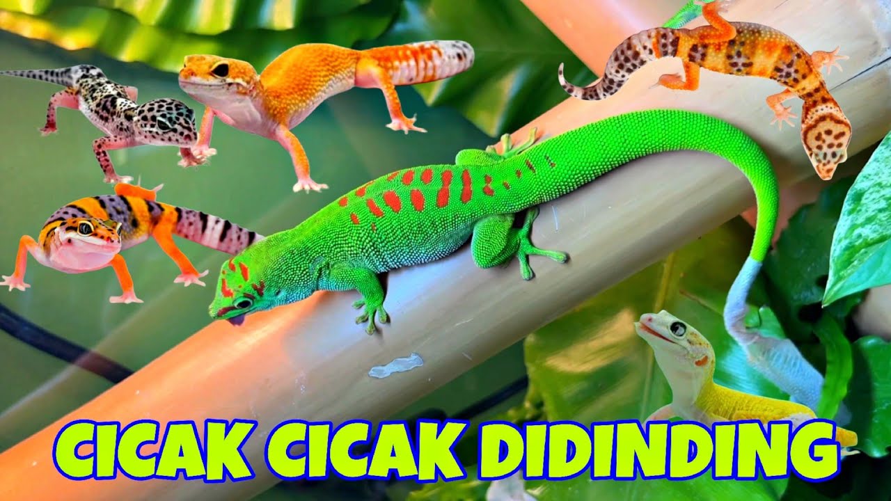 LAGU CICAK CICAK DIDINDING! LAGU ANAK POPULER VERSI CICAK, GECKO ...