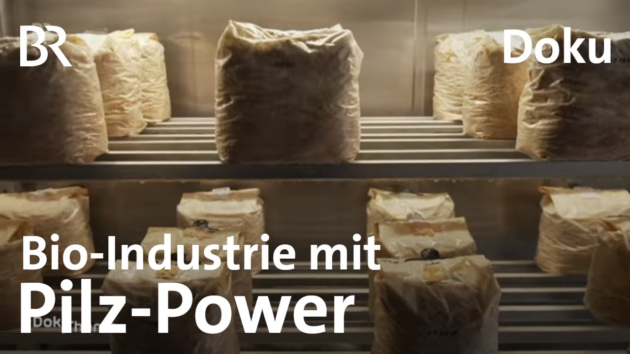 Pilze in der Bio-Industrie: Verpackungen, Baustoffe und Nahrungsmittel ...