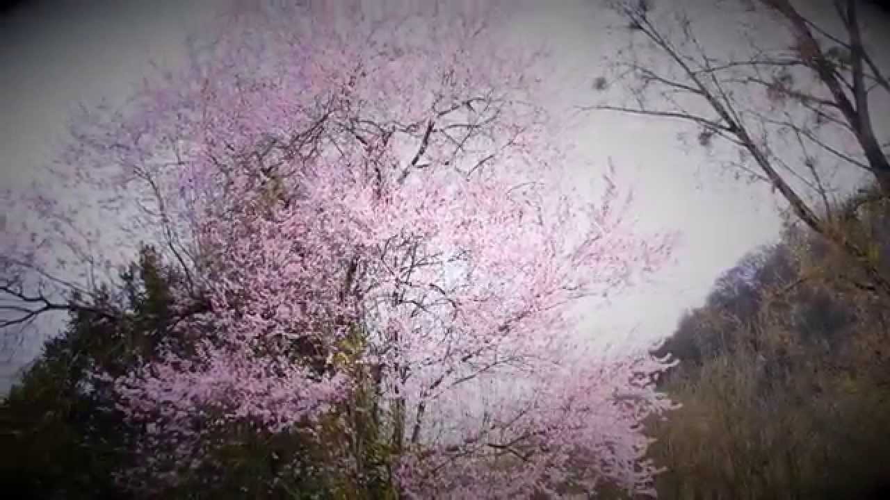 2015 - Langsur erwacht (YouTube) - YouTube