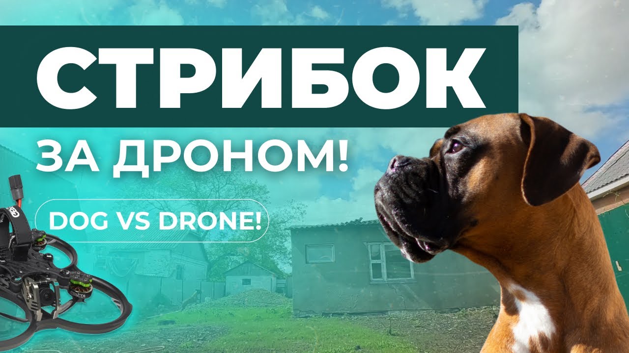 Пес переслідує дрон і перестрибує паркан FPV+ GoPro 12 / Dog Chases FPV ...