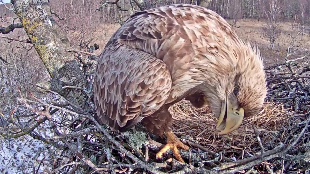 Merikotkas~Strange Eagle with amber eyes almost white tail visit the ...