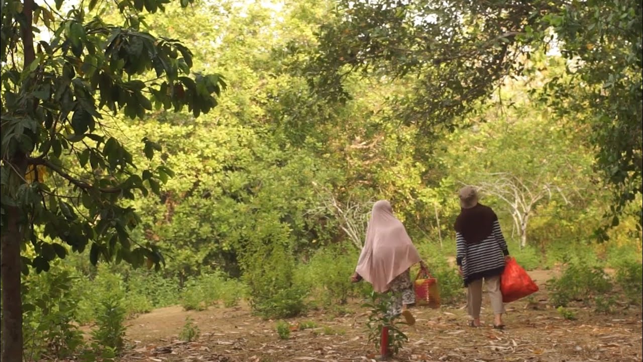 Panen Jambu Mete di Kebun dan Membuat Olahannya - YouTube