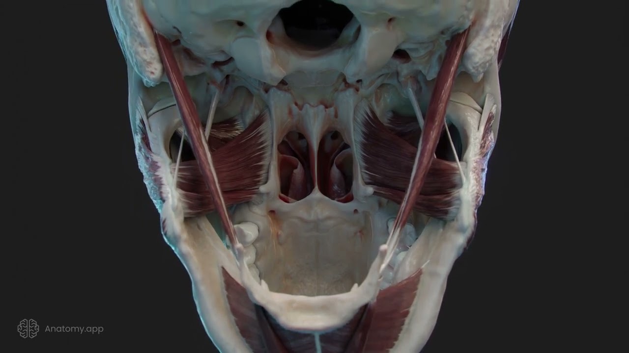 Temporomandibular joint - biomechanics, TMJ disc. - YouTube