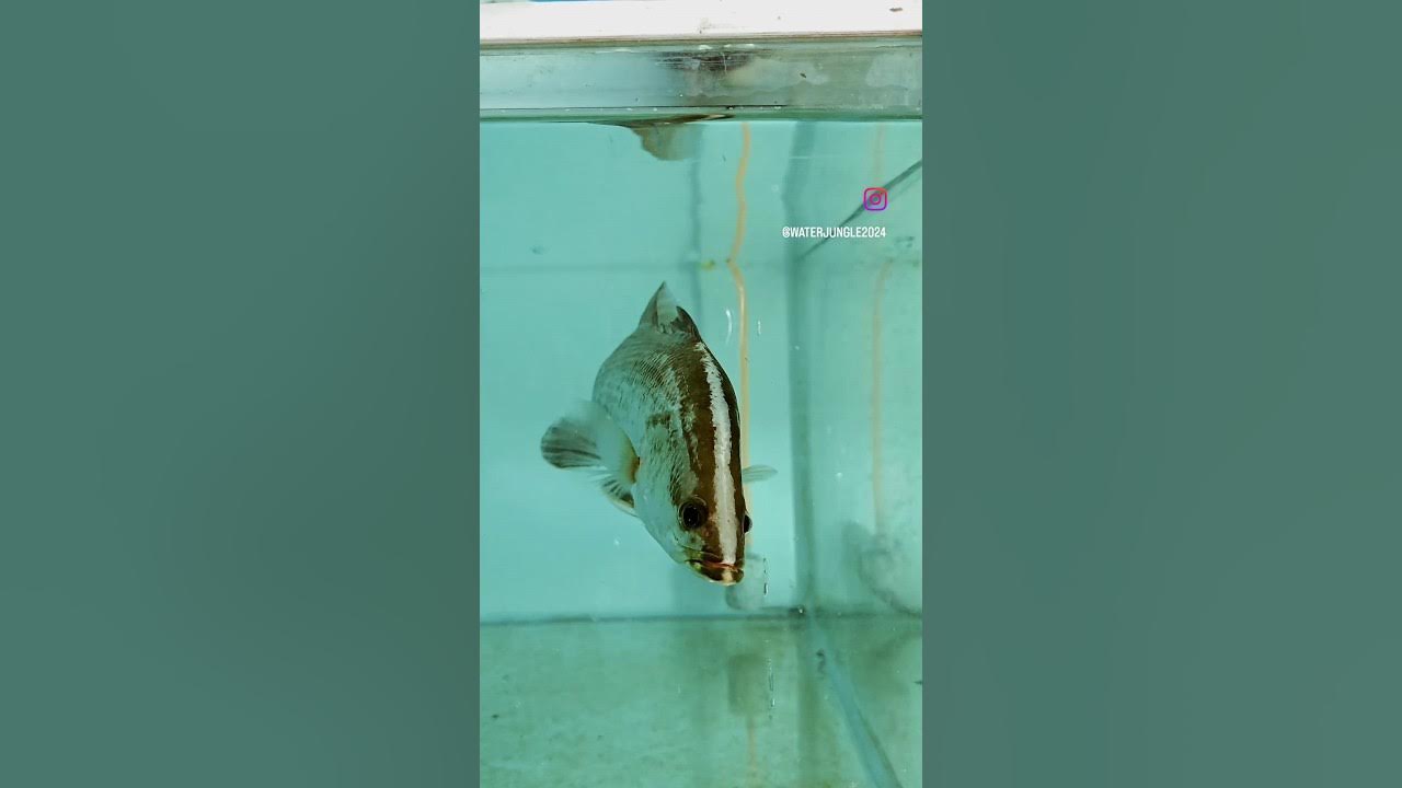 Barramundi hunt #aquarium #fishlover #fishing #fish #barramundi #seabass #monsterfish - YouTube
