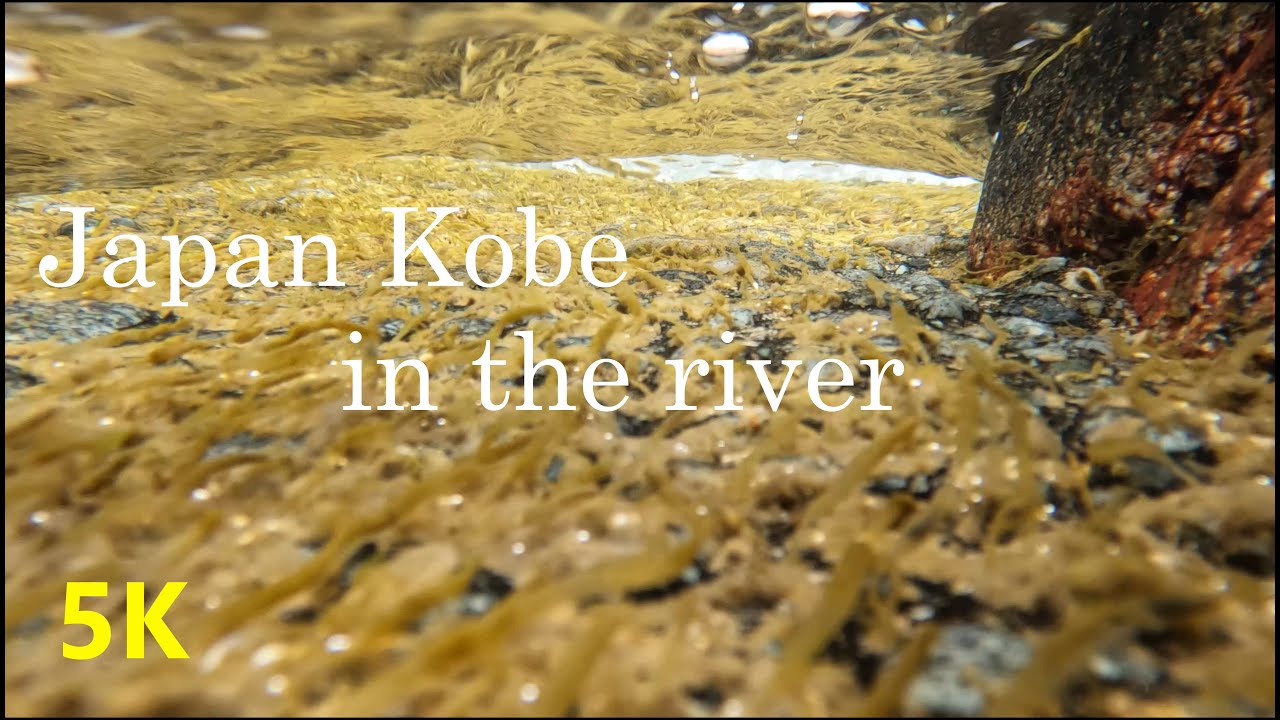【5.3K】relax sound in the river～川の中・水中定点観測・水景・睡眠導入～Japan Hyogo Kobe ...