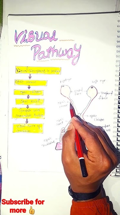 visual pathway flow chart || visual pathway in hindi || visual pathway ...