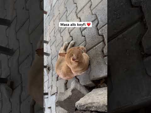 Masa altı keyfi ❤️
