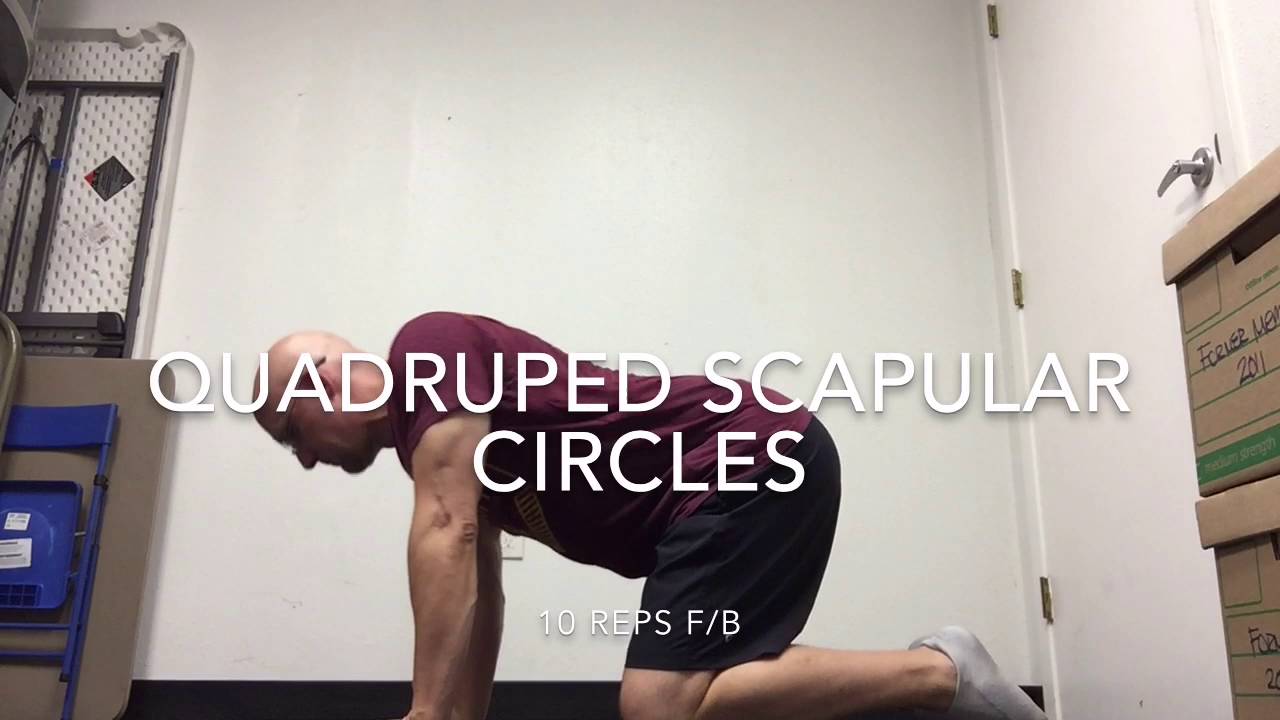 Quadruped Scapular Circles - YouTube