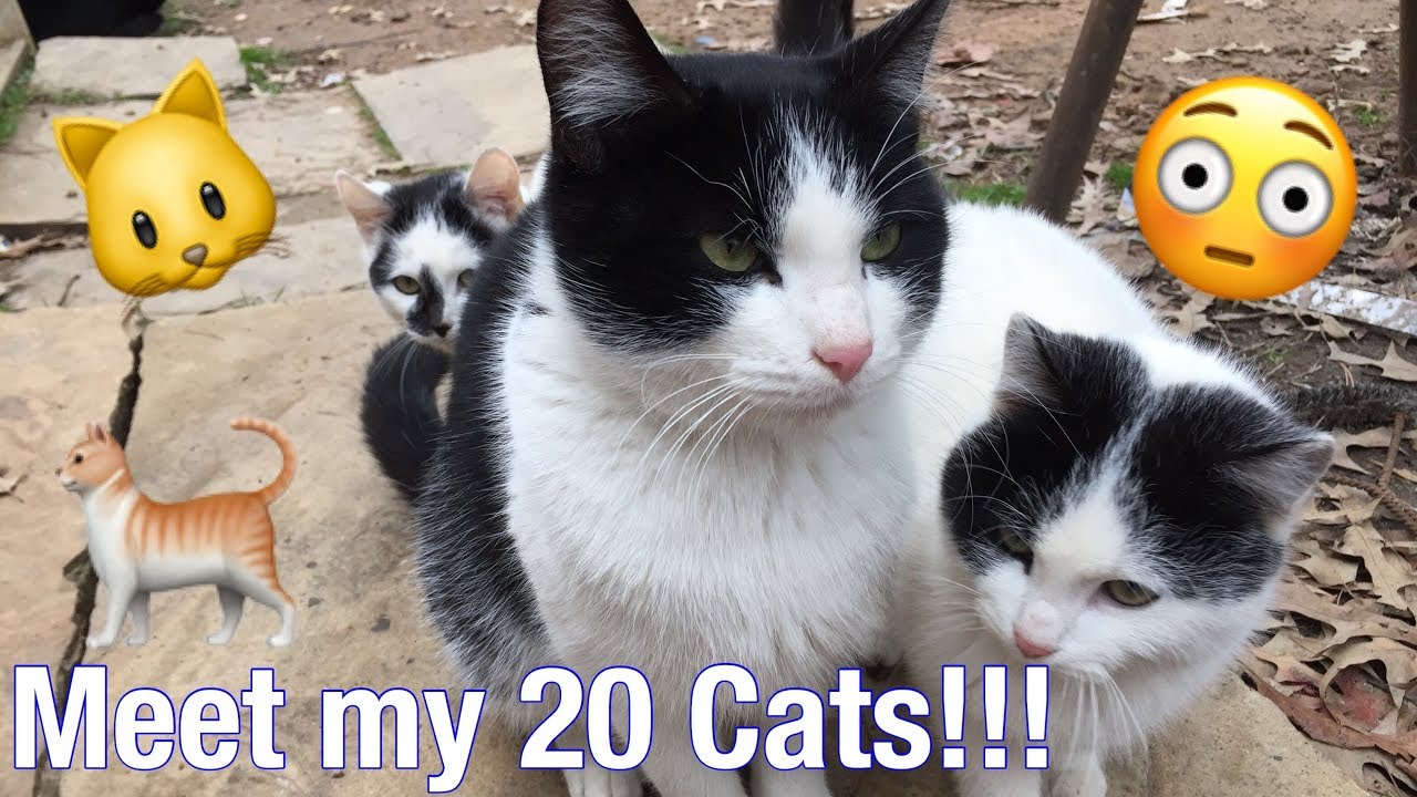 I HAVE 20 CATS AND COUNTING!!! - YouTube