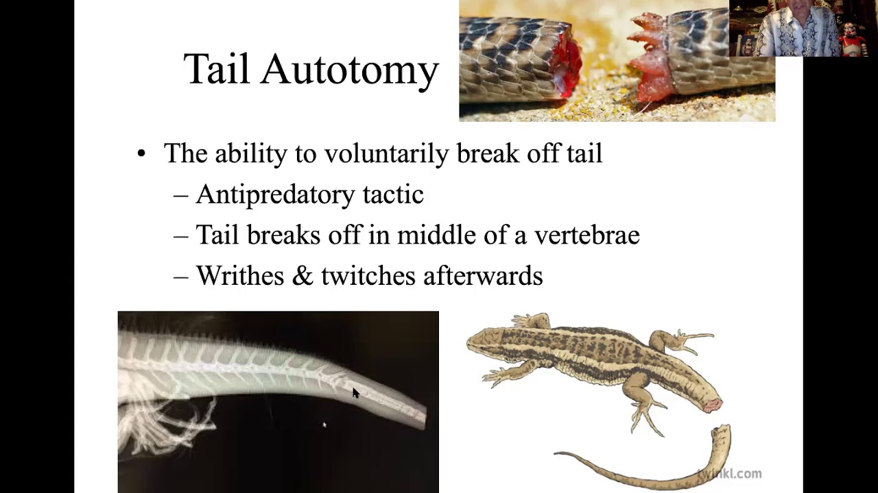 Tail Autotomy - YouTube